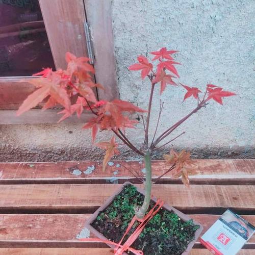 Jual pohon Maple Jepang asli //// bibit tanaman hias pohon Maple Jepang ...