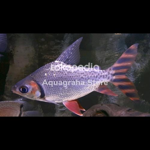 Jual Ikan Hias Red Feifeng Red Fei Feng RFF American Flagtail Tankmate ...