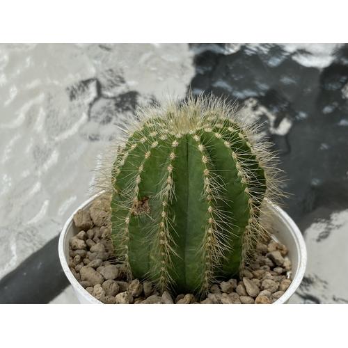 Jual Cactus Notocactus Magnificus Parodia Magnifica Kaktus Noto ...
