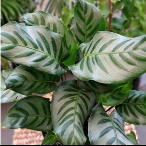 Jual Tanaman Calathea Bella Calathea Bela Calathea Langka - Kota ...