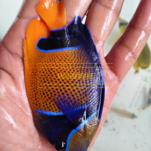 Jual ikan angel piama - Kota Bekasi - Mich Marine | Tokopedia