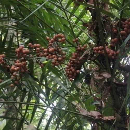 Jual Bibit Tanaman Rotan / Jernang - Palem Roran - Waregu - Kab. Bekasi ...