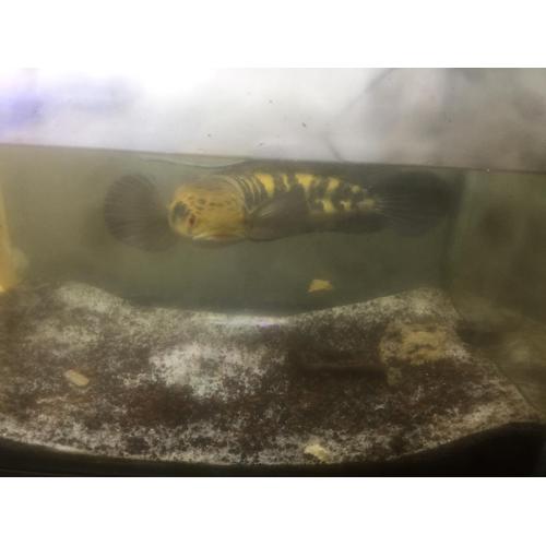 Jual Channa Maru Riau Big Size - Jakarta Pusat - monster fish predator ...