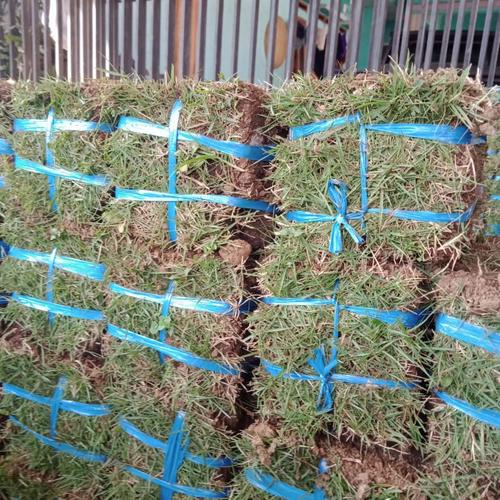 Jual tanaman rumput gajah mini/Jepang/peking - Kab. Bandung Barat ...