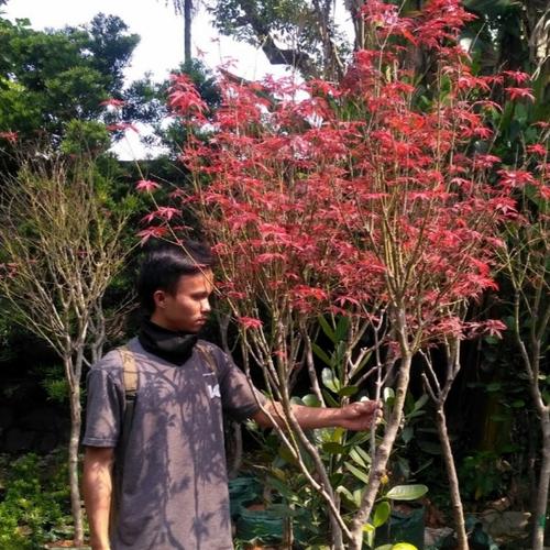 Jual pohon red maple american / red maple amerika daun merah - Kab ...