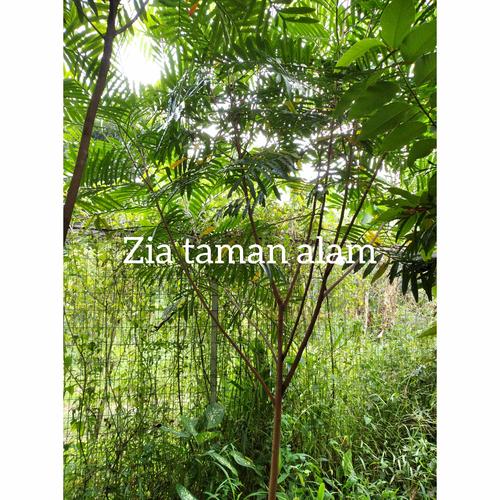 Jual Pohon Kiara Payung Tinggi 3meter Kota Depok Ziatamanalam Tokopedia