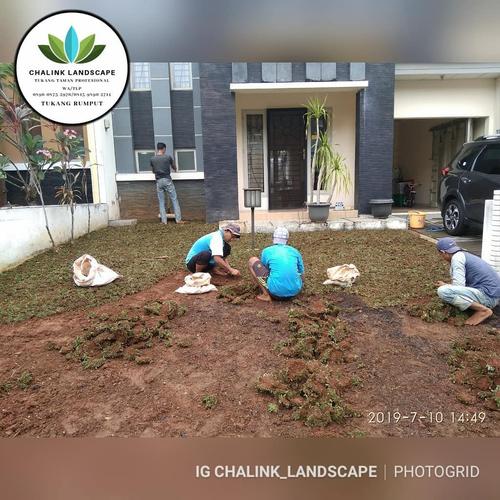 Jual Rumput gajah mini / Penanaman dan Rumput Luas lahan 54 meter - Kab ...