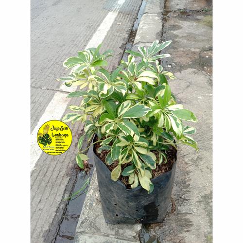 Jual Tanaman Wali Songo Varigata,Pohon Wali Songo Varigata,Pohon Indoor ...
