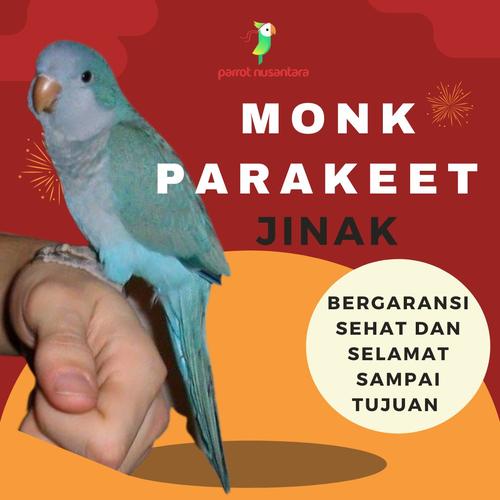 Jual blue monk parakeet jinak - Kota Bekasi - parrot nusantara 01 ...