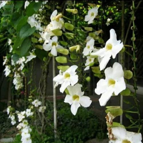 Jual Tanaman Rambat Bunga Tumbergia Bunga Putih Thunbergia Merambat ...
