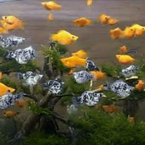 Jual IKAN HIAS AIR TAWAR BLACK MOLI MOLLI MOLLY MOLY GOLDEN MARBLE ...