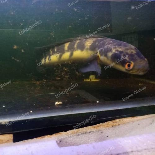 Jual channa maru riau marulioides chana cana gabus hias kuning bukan ys ...