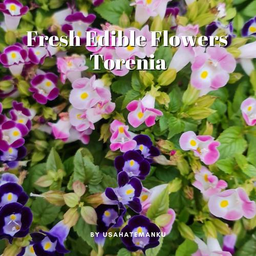 Jual UsahaTemanku Fresh Edible Flowers Teronia Bunga Torenia - Kota ...