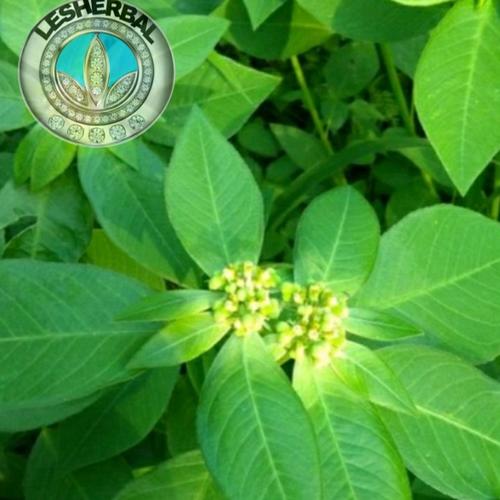 Jual daun kate mas atau patik mas suduk mentul segar 350gram - Kab ...