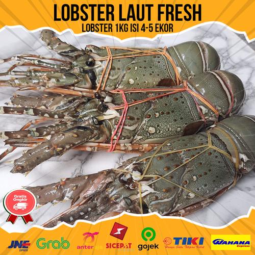 Jual Lobster Laut Fresh - Lobster Segar Besar 1kg isi 4-5 Ekor Lobster ...