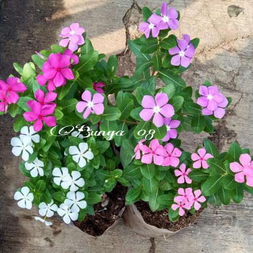 Jual Tanaman hias bunga tapak dara / vinca tapak dara - Pink Fanta ...