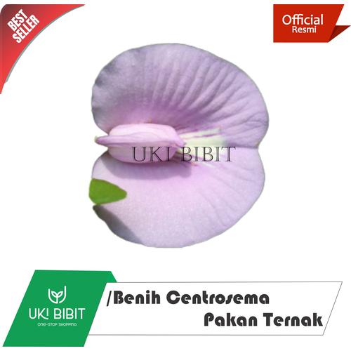 Jual ( 10 Gram ) Legum Sentro / Centrosema Pubescens Pakan Ternak - Kab ...