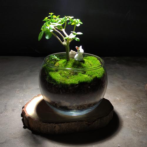Jual Terrarium Small Forest / Gift Plant / Kado Tanaman - Rangkaian ...