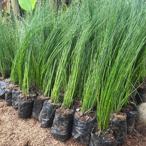 Jual bambu air - tanaman bambu air - tanaman pot - pohon bambu air ...