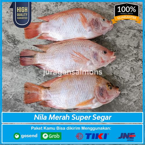 Jual Ikan Nila Merah Super Segar - Nila Merah Fresh Bersih Sisik - 500 ...