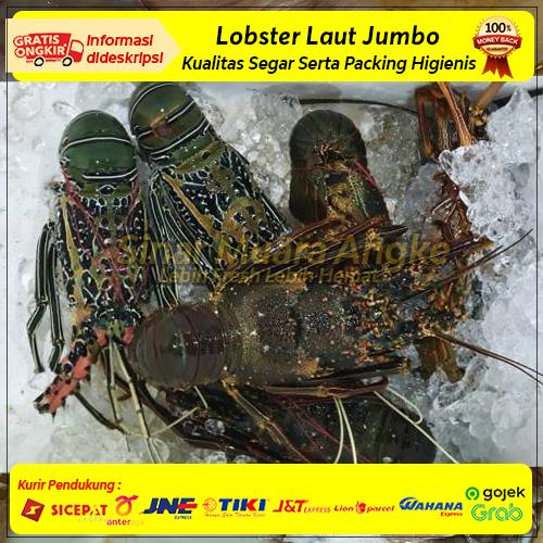 Jual Lobster Laut Segar/Fresh 1 kg isi 3-5 ekor lobster pasir, batik ...