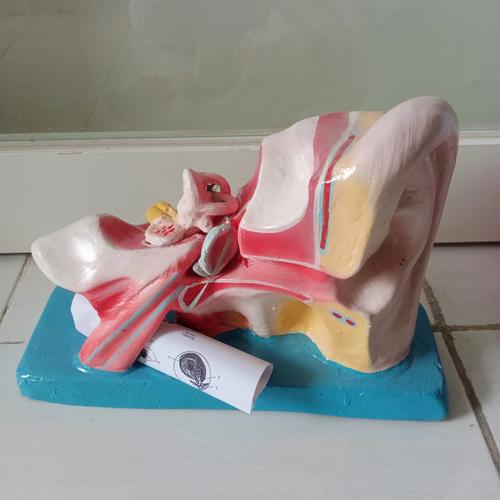 Jual Alat Peraga Biologi Model Telinga - Kota Surabaya - CV.MAS SURYA ...