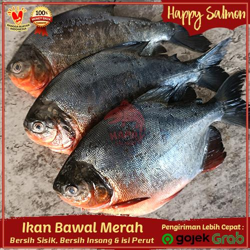 Jual Ikan Bawal Tawar - Ikan Bawal Merah Segar Fresh - Bawal Bersih ...