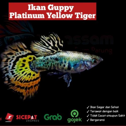 Jual guppy platinum yellow tiger - (ikan hias aquascape) - 2 pasang - Kota Depok - ranum25 Guppy ...