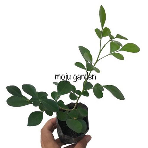 Jual Tanaman Kemuning Bunga Kemuning Tanaman Herbal Kemuning - Kab ...