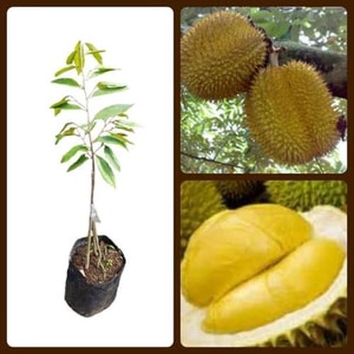 Jual Bibit Durian Duri Hitam / Ochee (Kaki 3) SUPER MANTUL - Kota Bekasi - Bestflowers | Tokopedia
