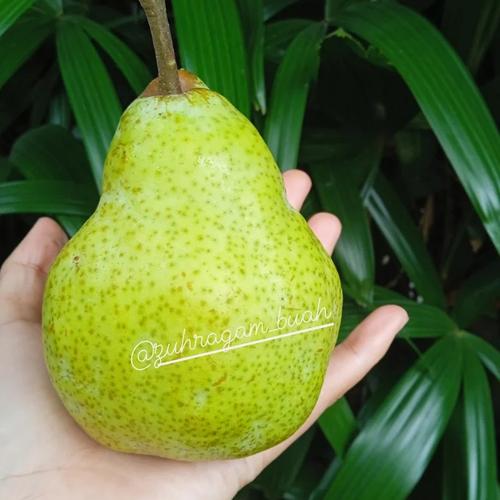 Jual Buah Pir Packham 1 kg - Kota Depok - ZuhragamBuah | Tokopedia
