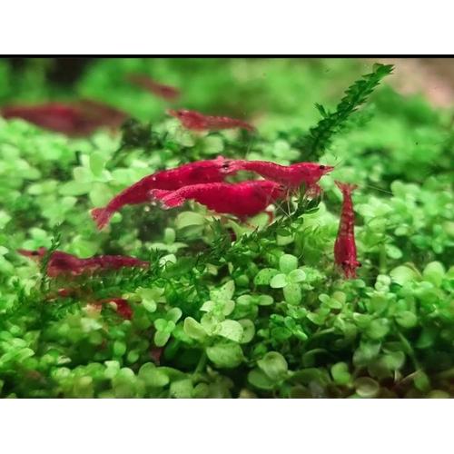 Jual udang hias red cherry shrimp (RCS) aquascape/aquarium - Kota ...
