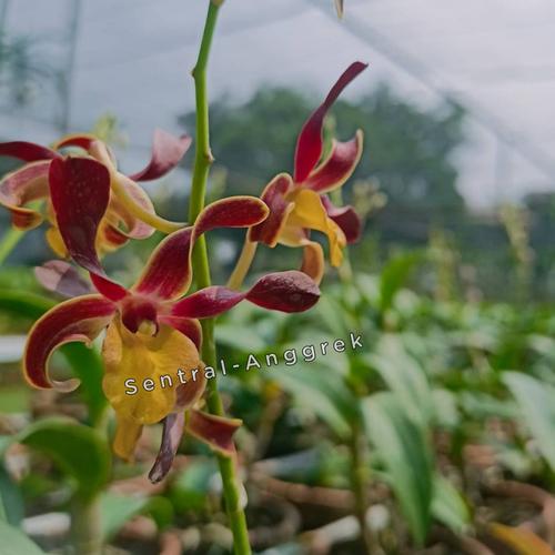 Jual Anggrek Dendrobium Keriting Burana Horn Dewasa dan Spike - Kota ...