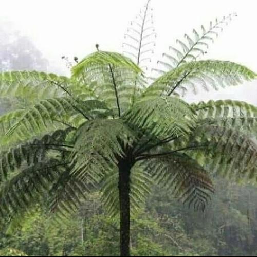 Jual tanaman hias pakis hutan/ pakis gajah - Jakarta Barat - ufi seler ...