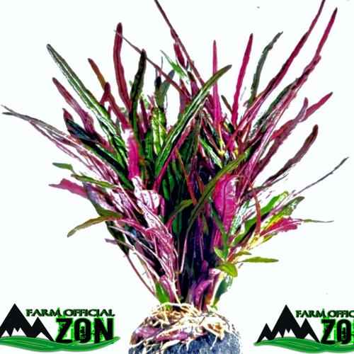Jual tanaman aquascape scoparia red / aquascape weby kusa - Kab. Bogor ...