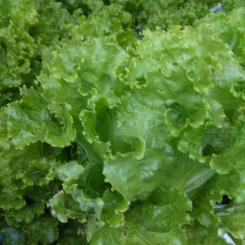 Jual selada bohemia hidroponik - Kab. Magetan - toko benih tanaman ...