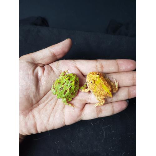 Jual BUNDLE 2 EKOR KODOK PACMAN FROG - BABY - GREEN + SUNBURST - Kab ...