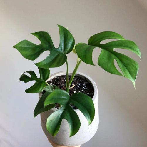 Jual Monstera Mini - Monstera Tetrasperma - Monstera Minima Asli - 1 ...