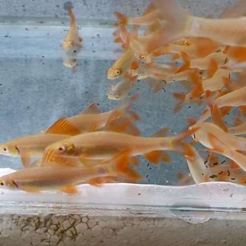 Jual ikan hias Redfin Albino Aquascape - Kota Tangerang - IKAN HIAS ...