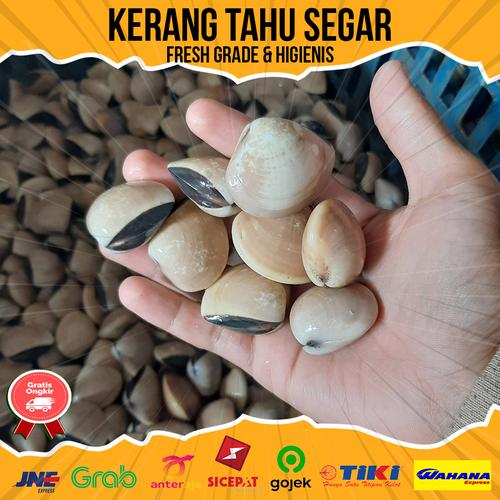 Jual Kerang Tahu Segar 1kg - Kerang Kepa Fresh - Kerang Segar Bersih ...