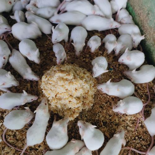 Jual mencit small. berat badan12 gram sampai 16 gram. - Kab. Bogor ...