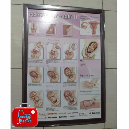 Jual POSTER KEHAMILAN DAN KELAHIRAN / CHART KEHAMILAN DAN KELAHIRAN ...