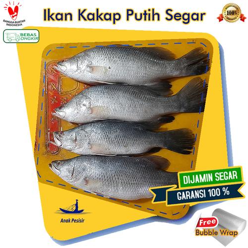 Jual Ikan Kakap Putih Segar - Baramundi Segar Fresh - Ikan Kakap Segar ...