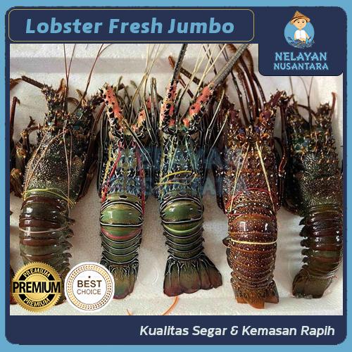 Jual Lobster Laut Jumbo Fresh 500 Gram 1-2 ekor/Lobster Laut Segar ...