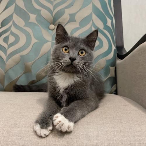 Jual Kucing kitten BSH British Shorthair Blue Bicolor - Kota Tangerang ...