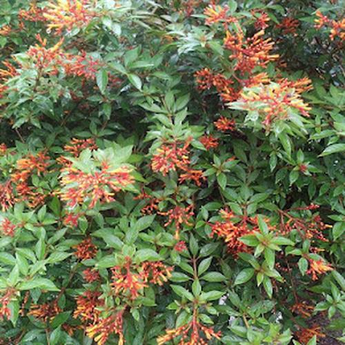 Jual tanaman bunga pusaka tanaman hias dan juga vegetasi lebah madu ...
