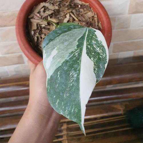 Jual monstera white tiger variegata - Kota Bogor - Gen Plants | Tokopedia