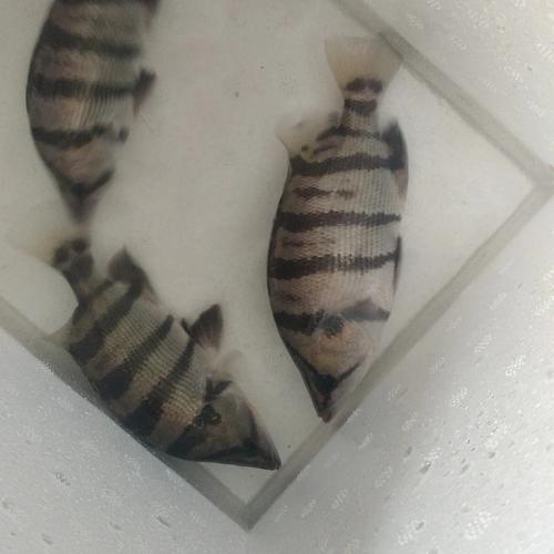 Jual Tiger Fish / Datz / datnoides - Jakarta Barat - AquaCornerjakarta ...