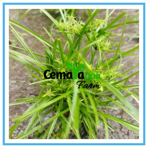 Jual Rumput Teki ladang atau Cyperus rotundus Suket Teki Segar - Kab ...