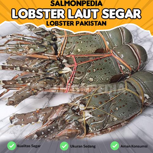 Jual Lobster Segar Besar 1kg isi 5-6 Ekor/Lobster Besar/Lobster Segar ...